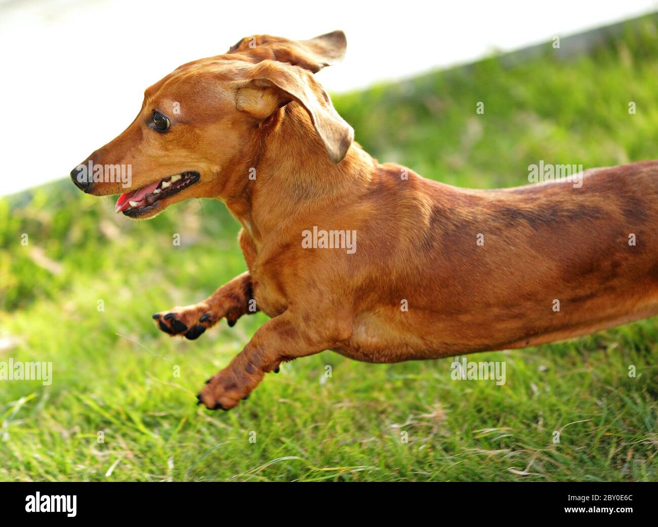 Run to jump hi-res stock photography and images - Alamy