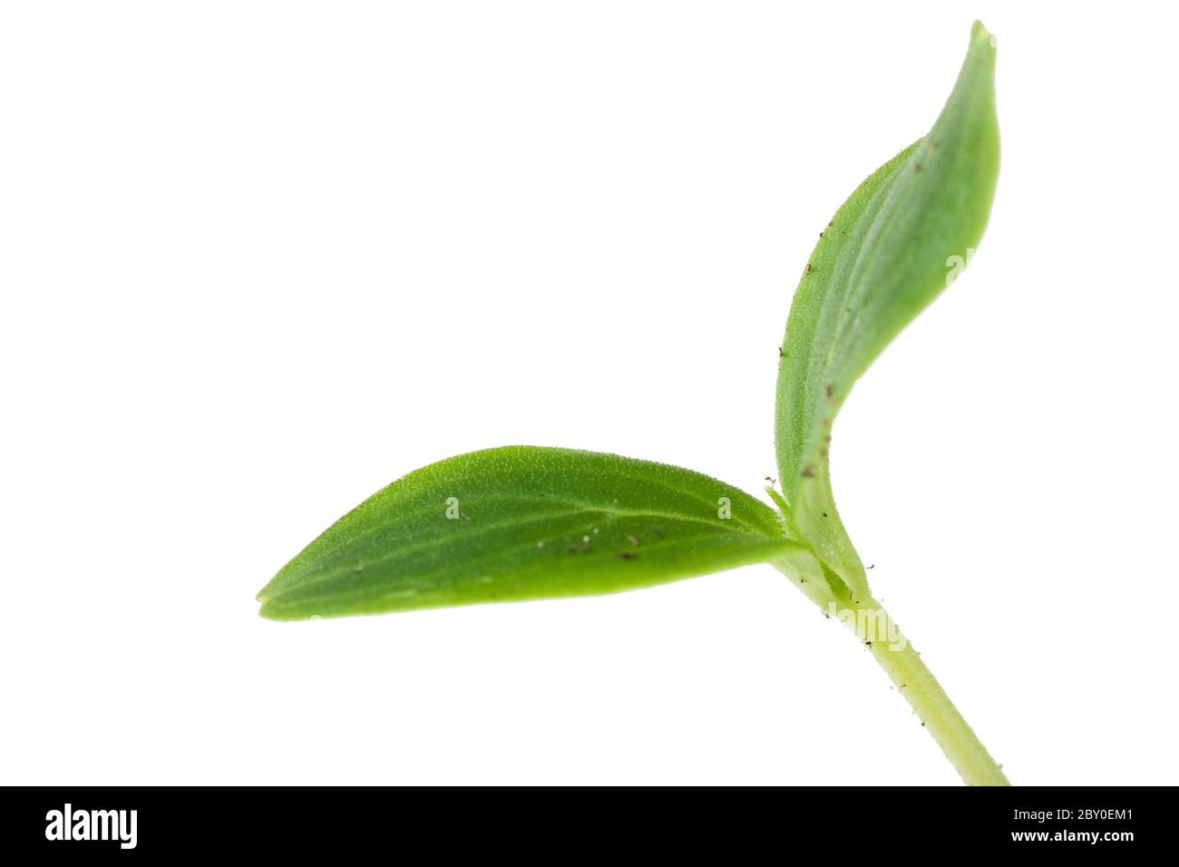 Nurture image Cut Out Stock Images & Pictures - Alamy