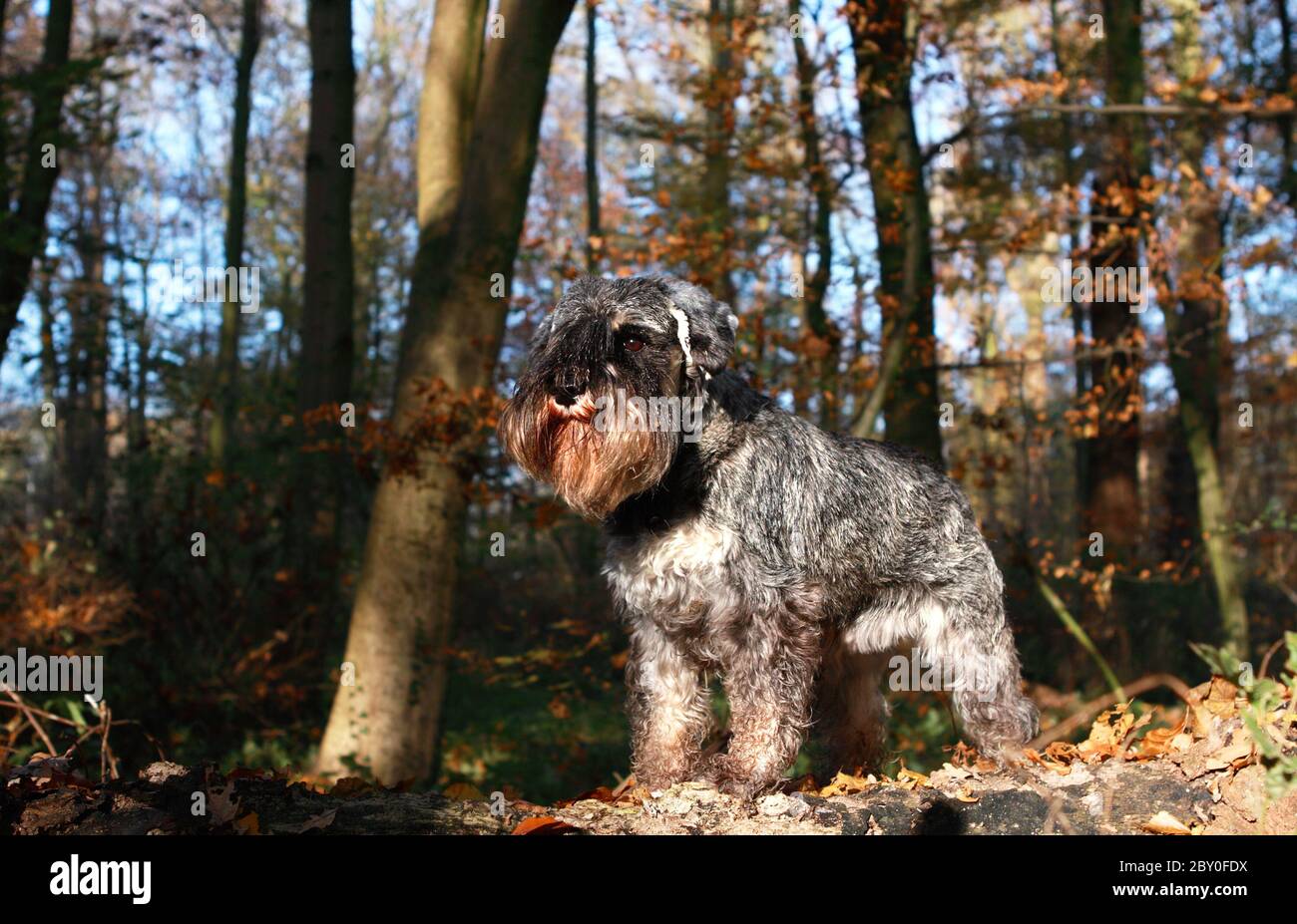 dog in the forest Stock Photo - Alamy