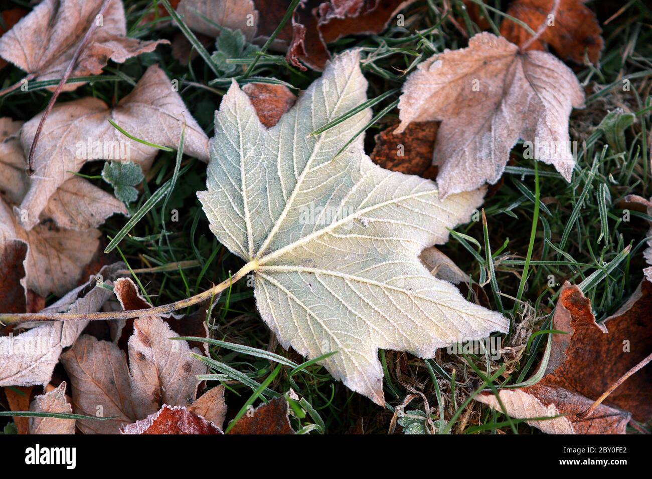 Frosted maple leaf hi-res stock photography and images - Alamy