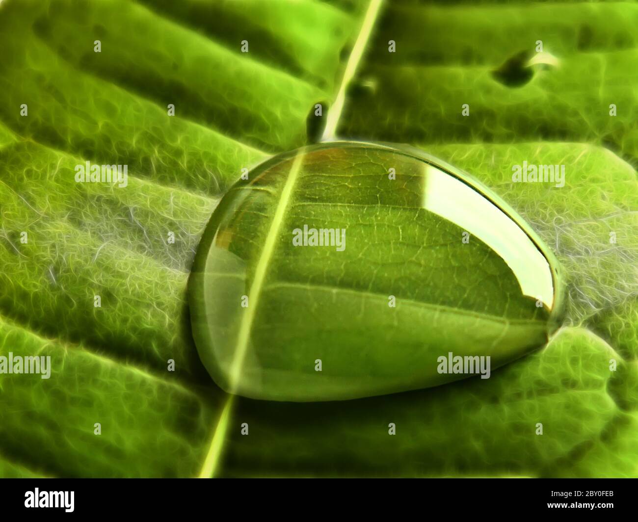 water bubble on a leaf Stock Photo - Alamy