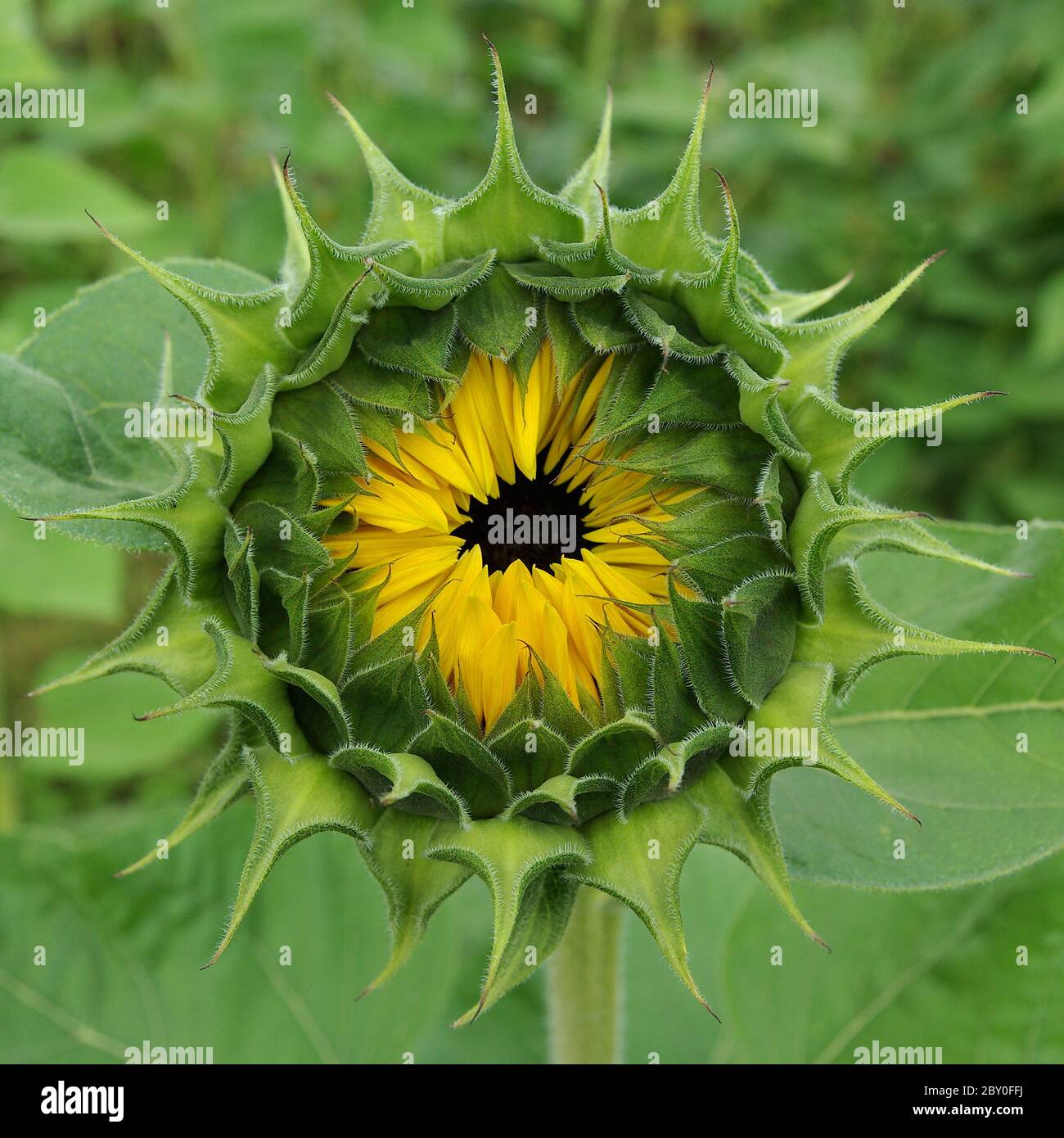 Flower head of a sunflower Stock Photo - Alamy