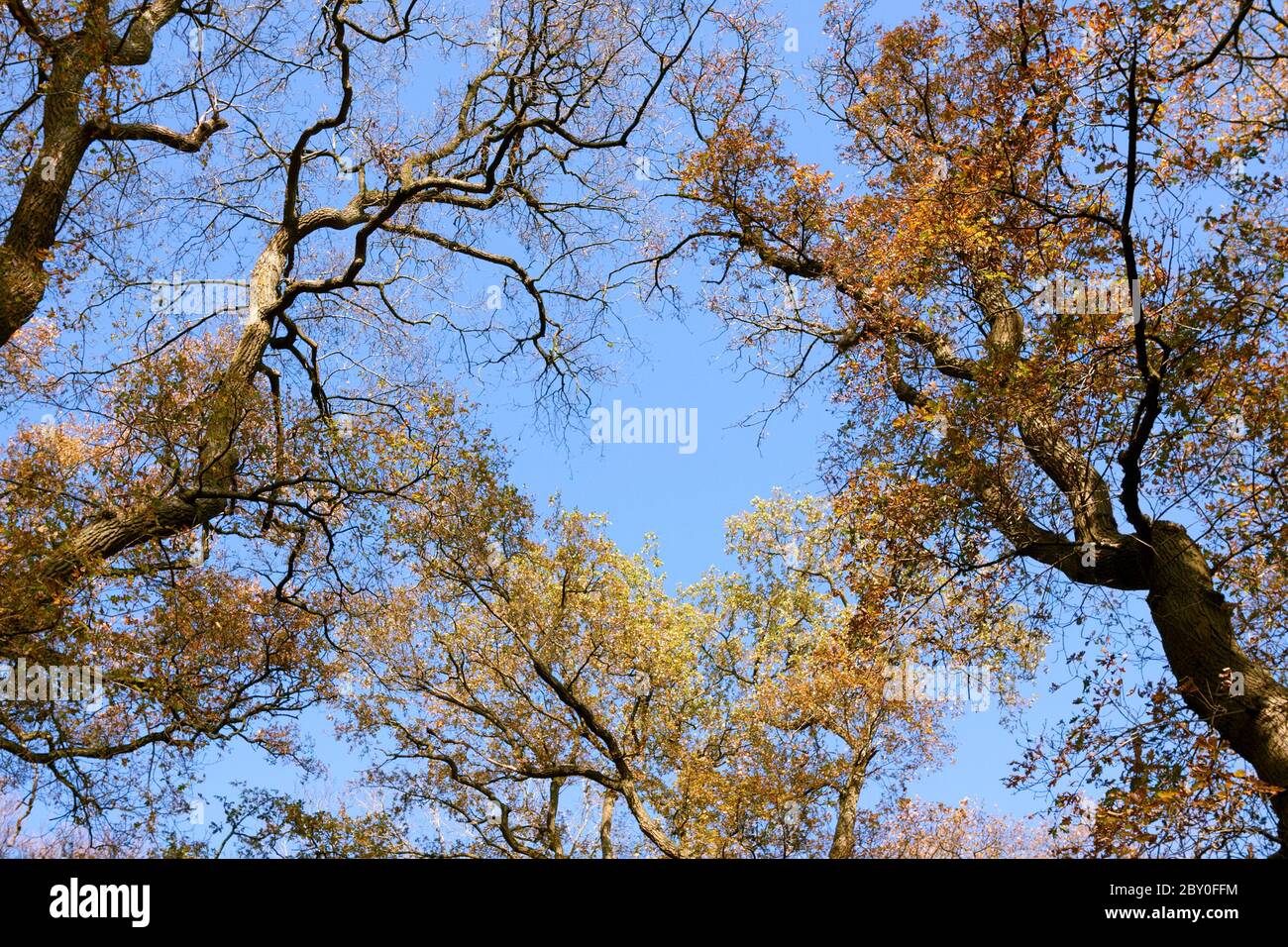 Tree tops sky hi-res stock photography and images - Alamy