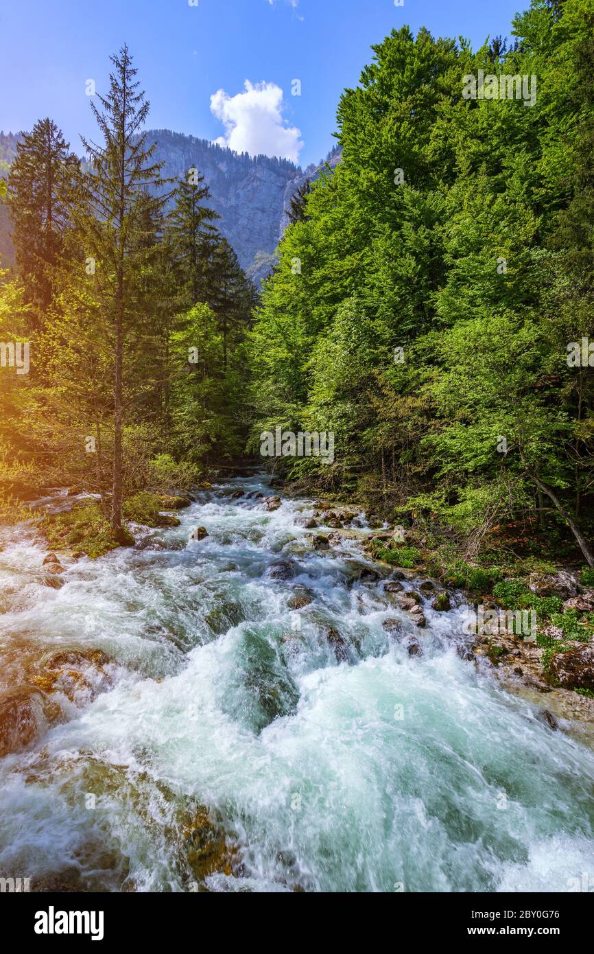 Beautiful colorful summer landscape with a stream and forest. The river ...