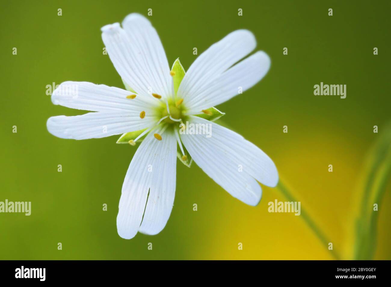 Big chickweed hi-res stock photography and images - Alamy