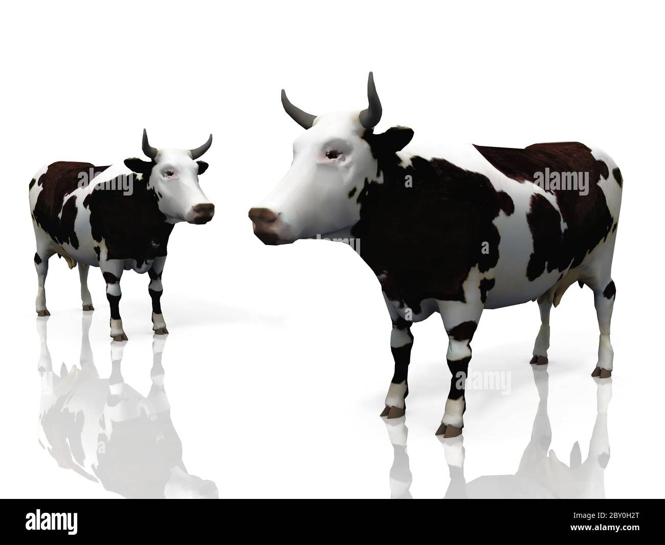 two cows on a white background Stock Photo - Alamy