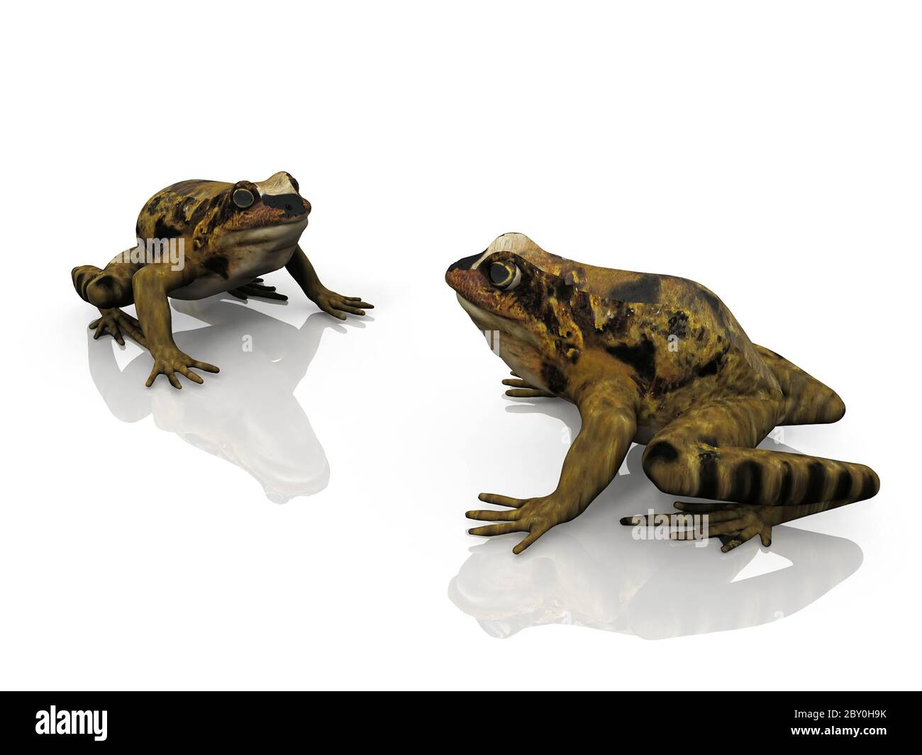 two frogs on a white background Stock Photo - Alamy
