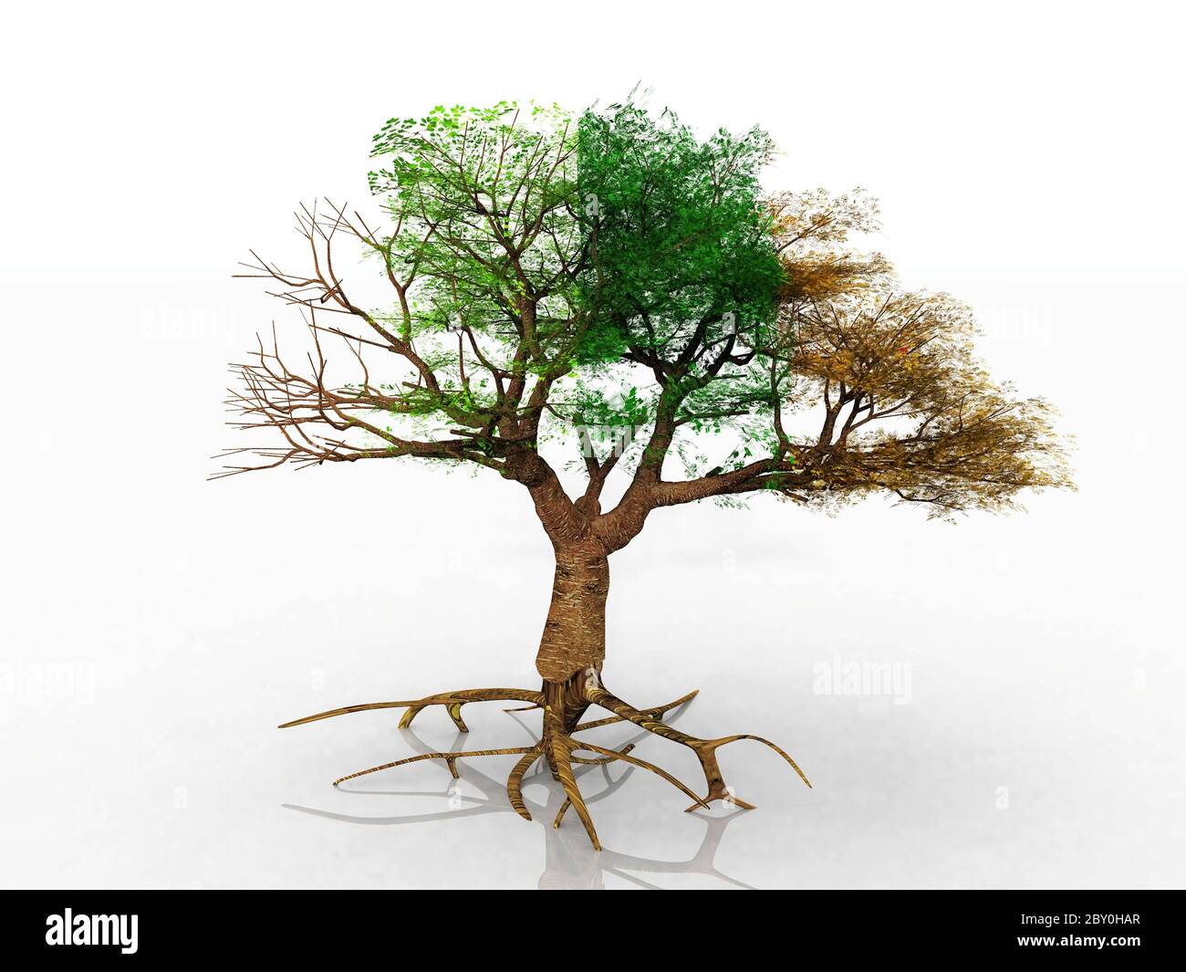 the tree with four seasons Stock Photo - Alamy
