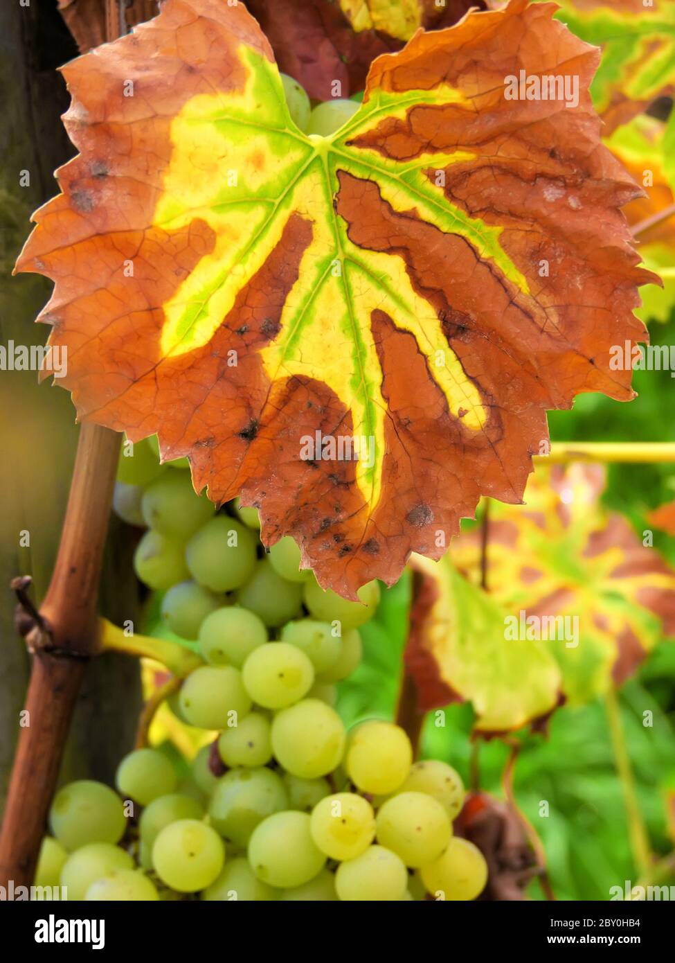 culture of vines and grapes Stock Photo - Alamy