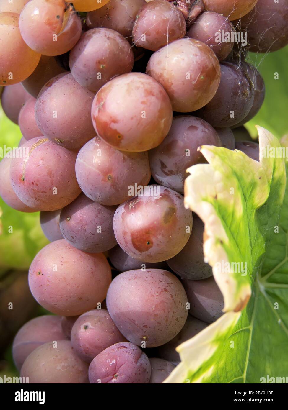 culture of vines and grapes Stock Photo - Alamy