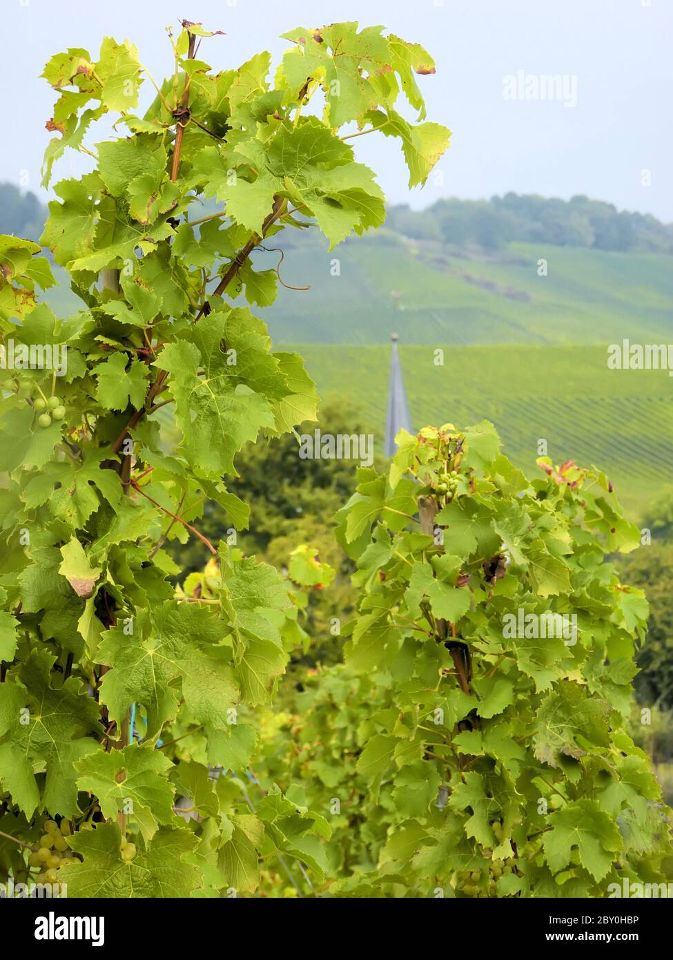 Culture leaves grapes fruit hi-res stock photography and images - Alamy