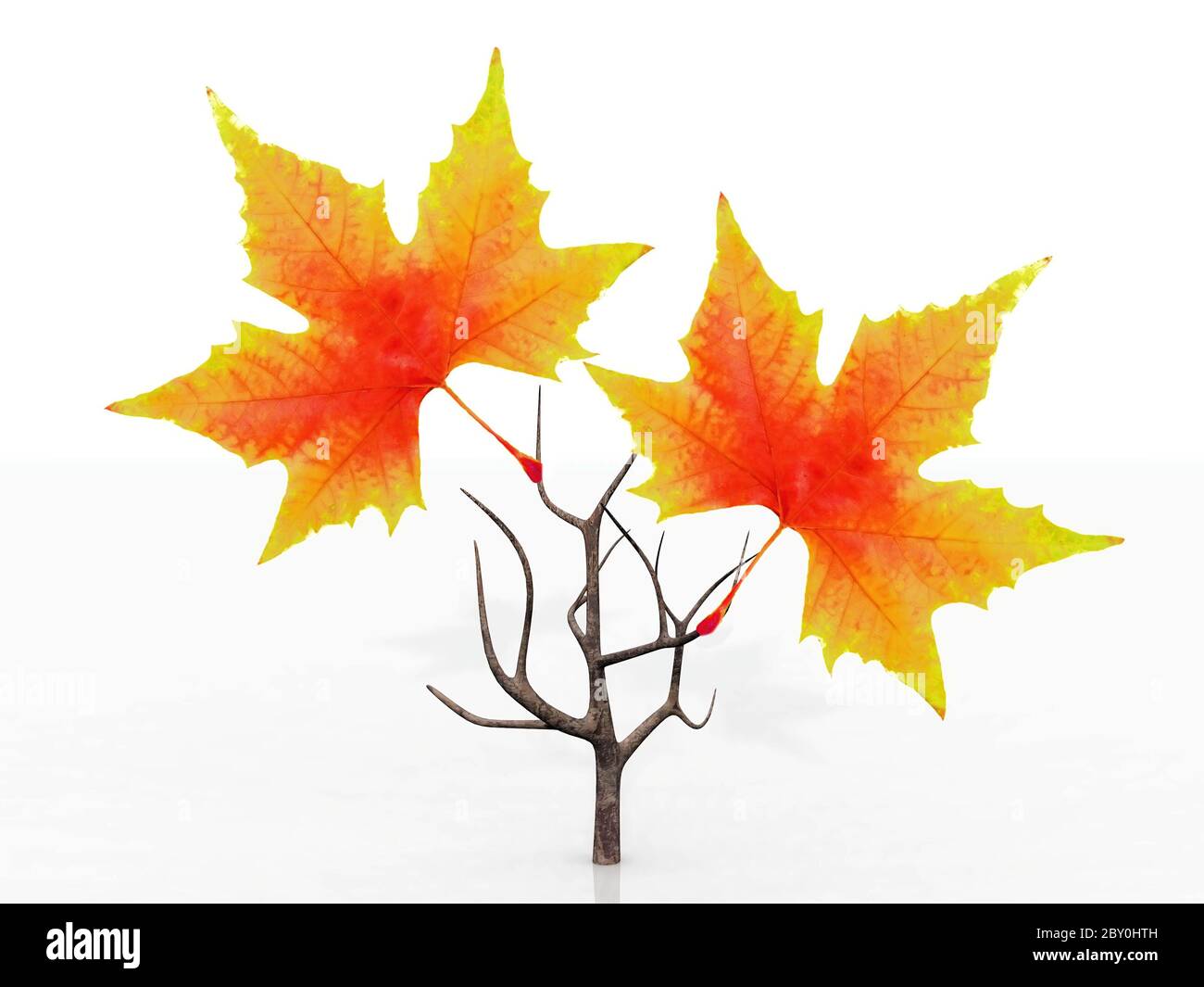 small tree with autumn leaves Stock Photo - Alamy