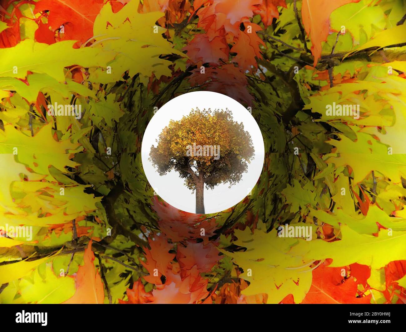 tree and texture of autumn leaf Stock Photo - Alamy