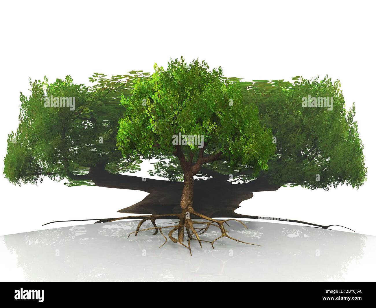the green tree and its reflection Stock Photo - Alamy