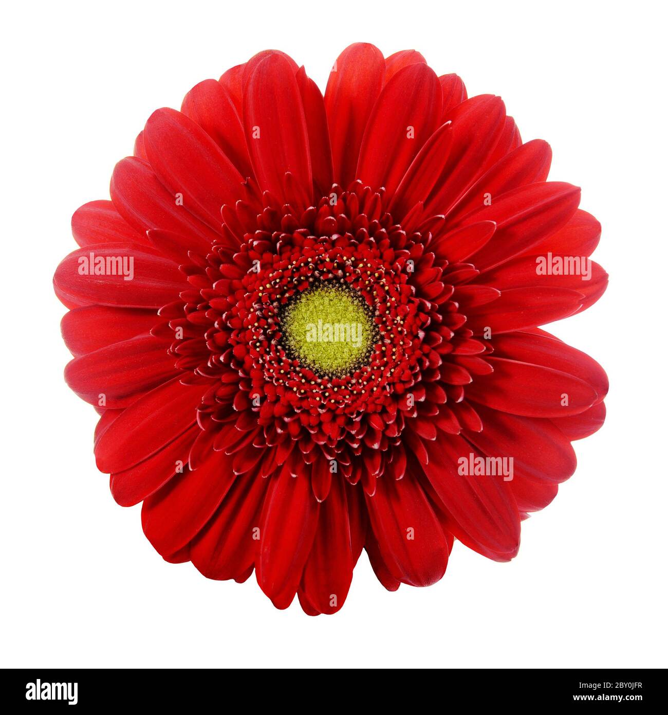 Red Gerbera Flower Stock Photo - Alamy