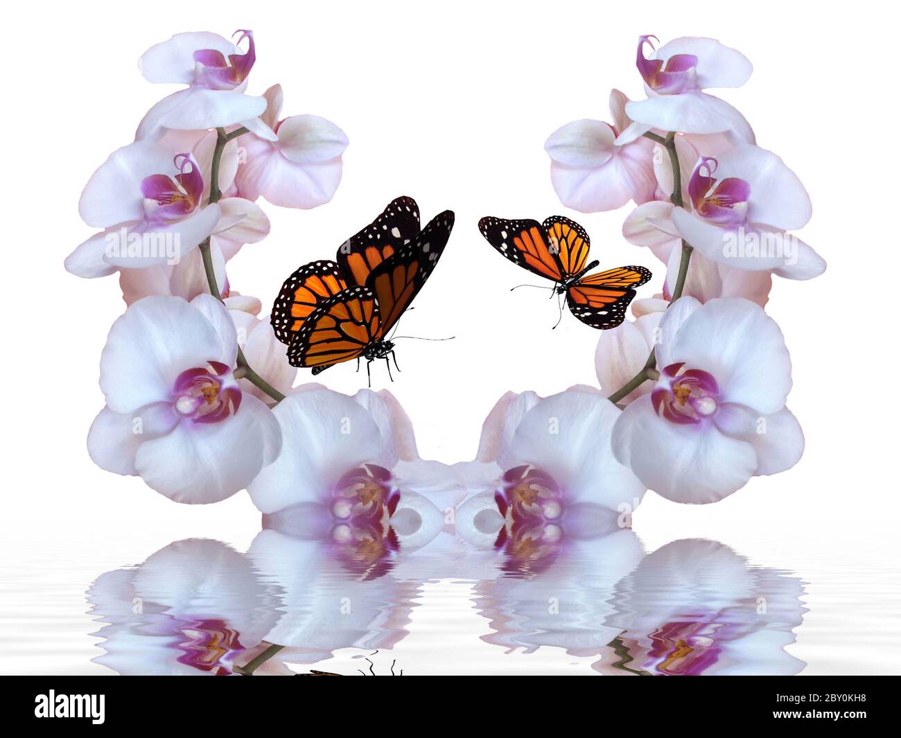 white orchids and butterflies Stock Photo - Alamy
