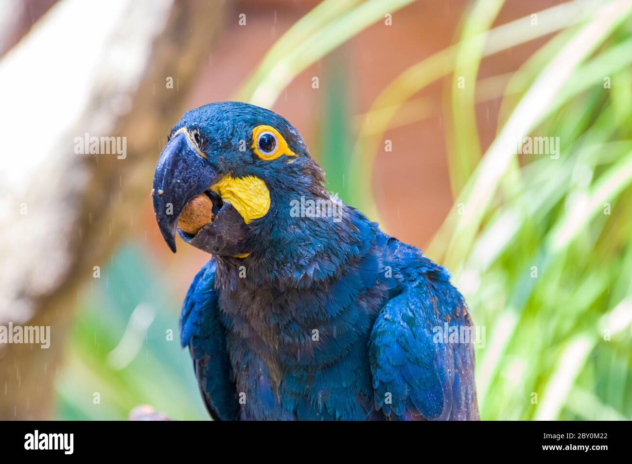 Lear's macaw hi-res stock photography and images - Alamy