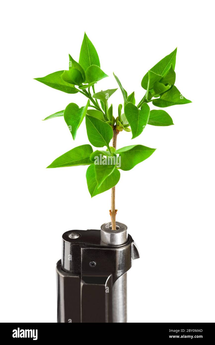 Wedding gun hi-res stock photography and images - Alamy