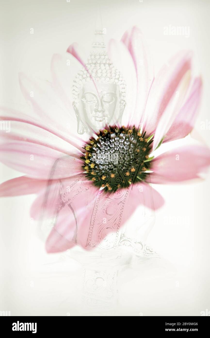 Monk silhouette behind a Bornholm daisy Stock Photo - Alamy