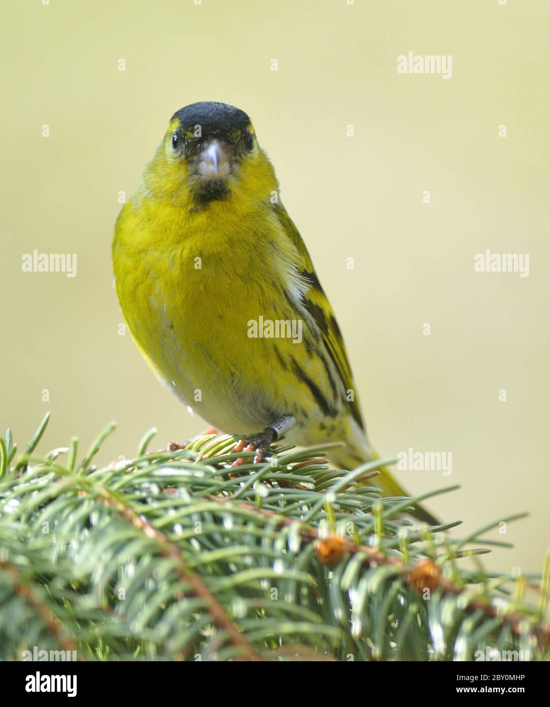 Oscines passeriformes siskins hi-res stock photography and images - Alamy