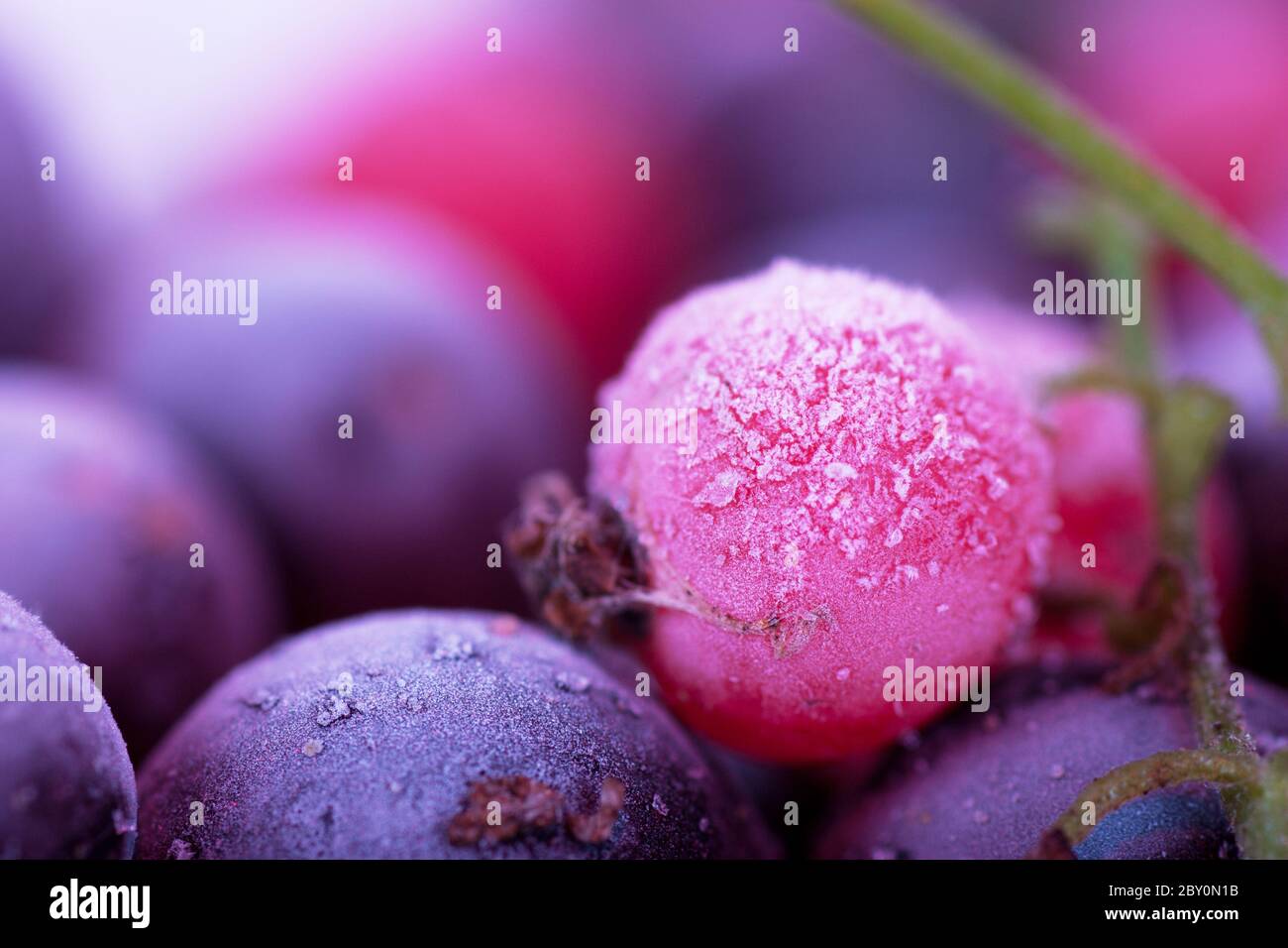 Frozen berries hi-res stock photography and images - Alamy