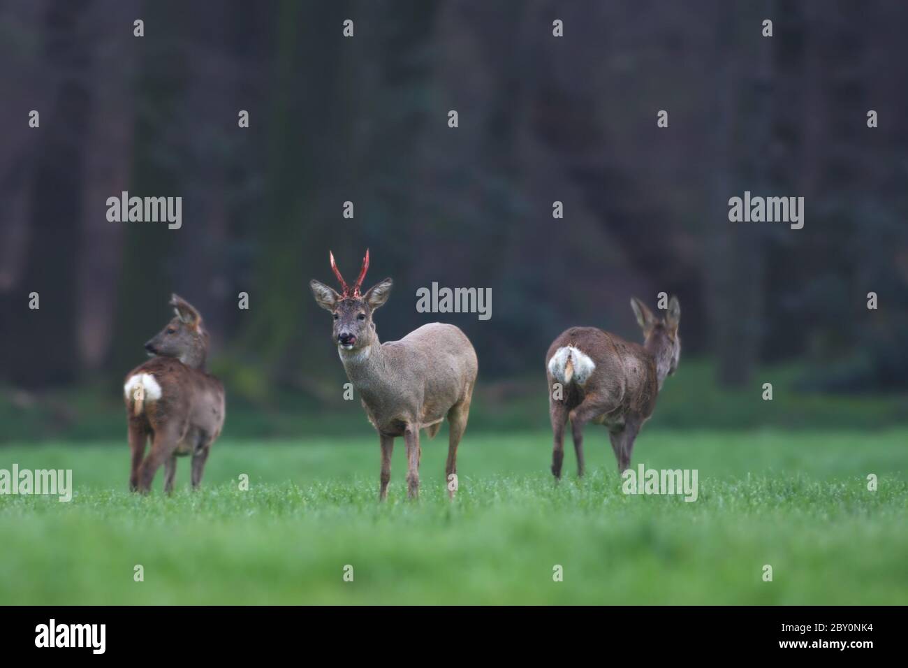 Young roebuck hi-res stock photography and images - Alamy