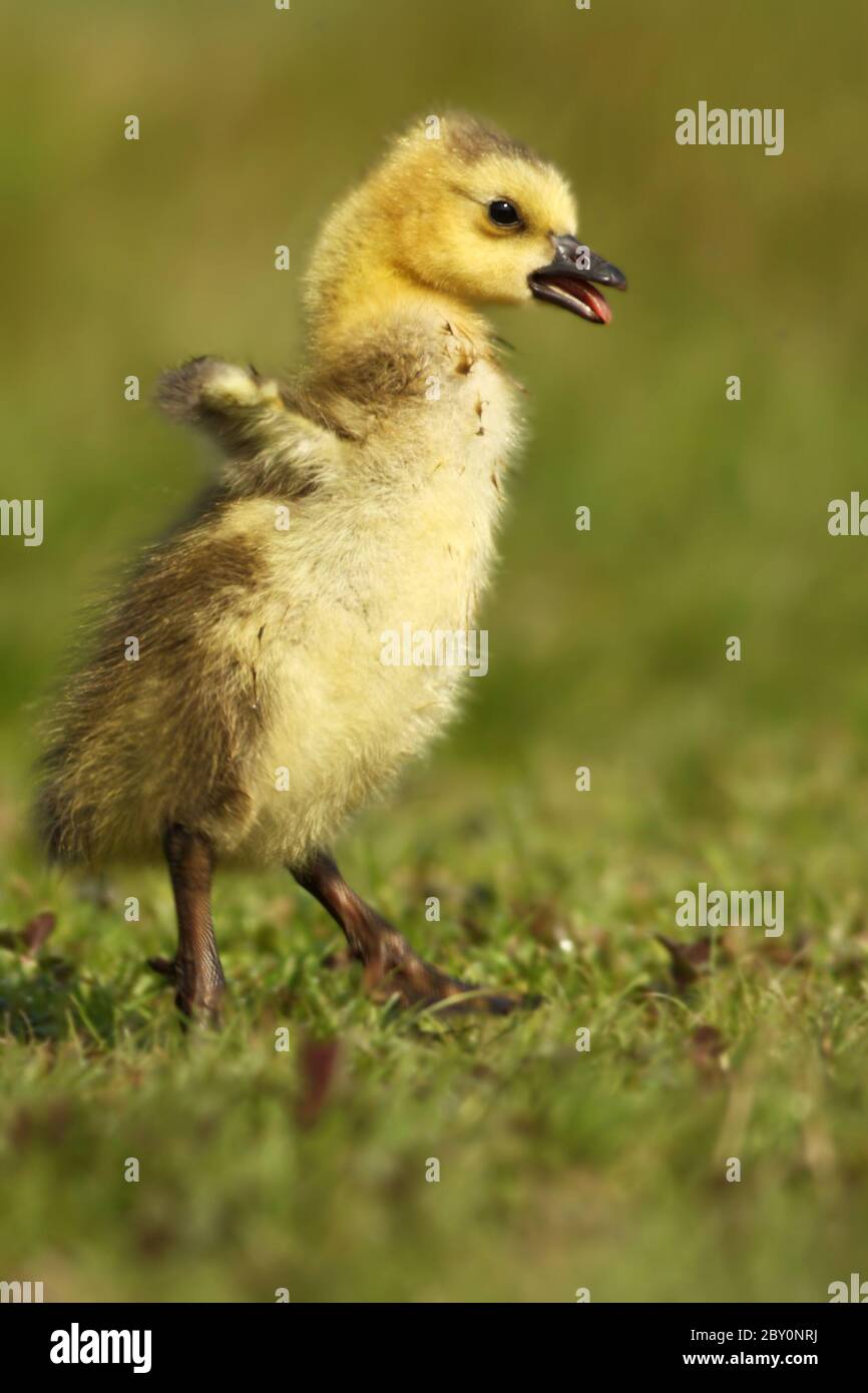 Young canada goose hi-res stock photography and images - Alamy
