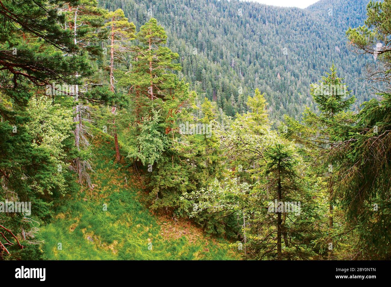 Alpine forest hi-res stock photography and images - Alamy