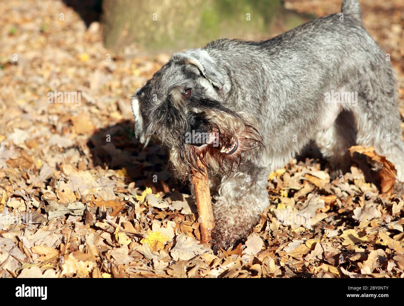 dog with steak Stock Photo - Alamy