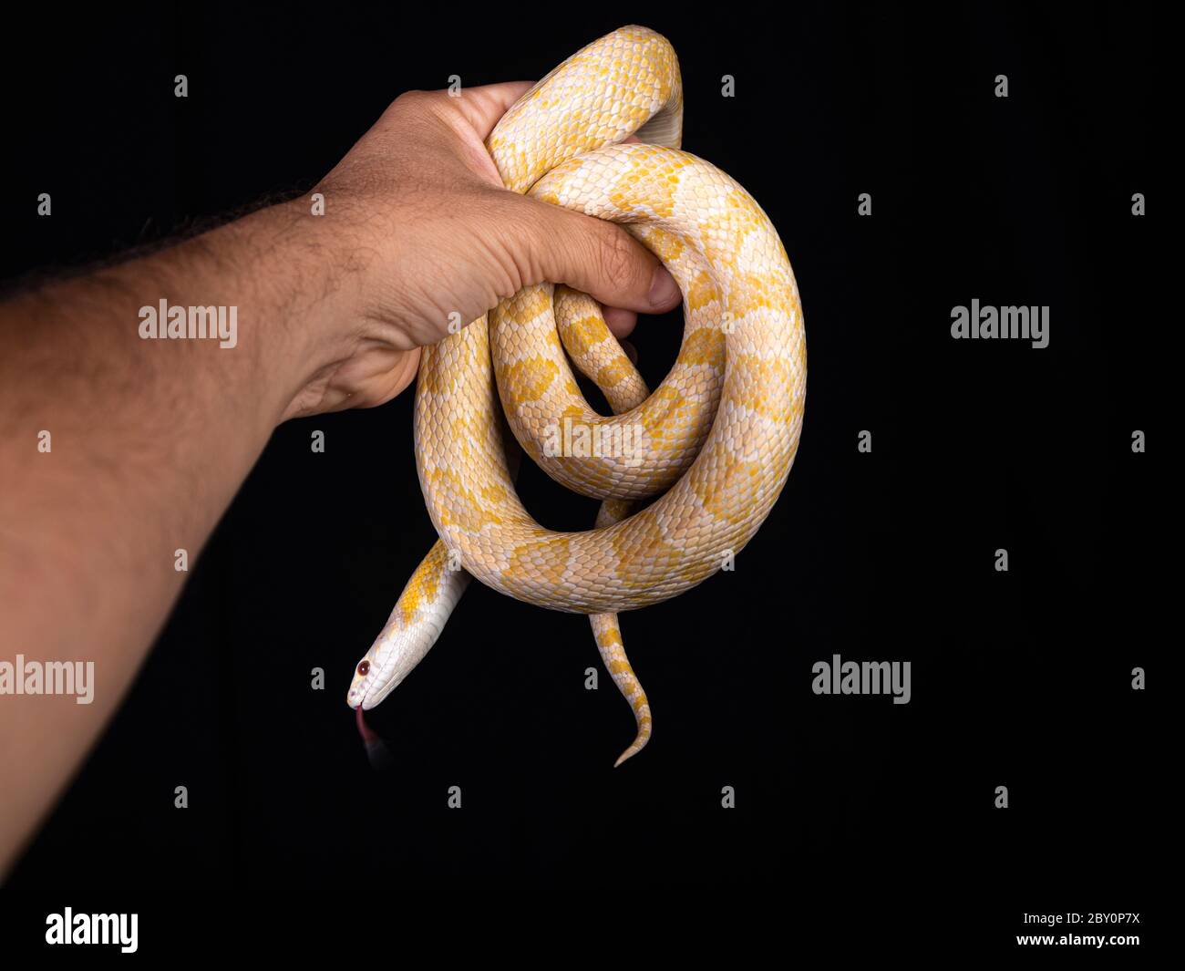 Beautiful hybrid snake, crossing of two species, corn snake and rat ...