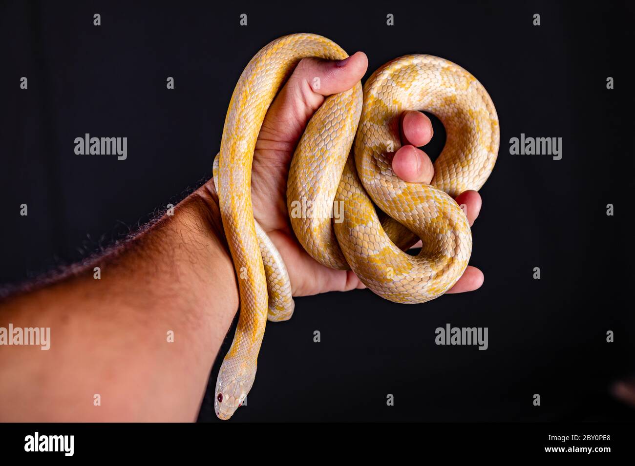 Beautiful hybrid snake, crossing of two species, corn snake and rat ...