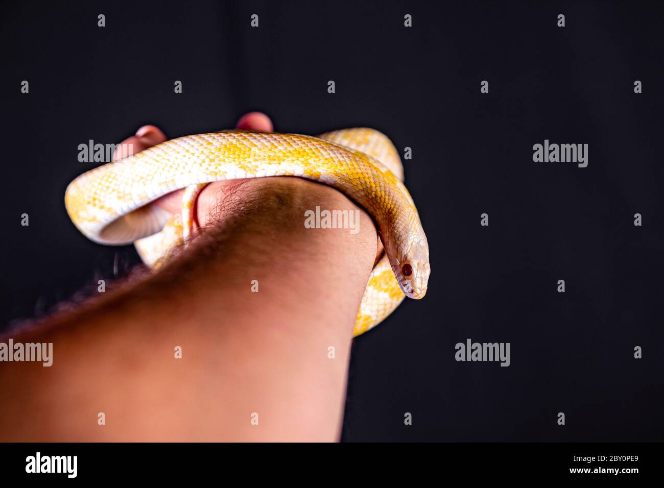 Beautiful hybrid snake, crossing of two species, corn snake and rat ...