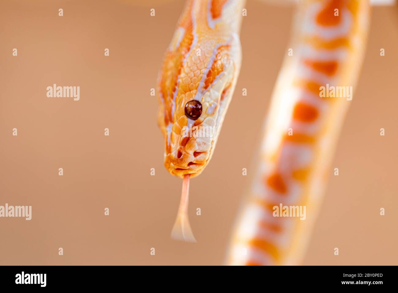 Asian rock python hi-res stock photography and images - Alamy