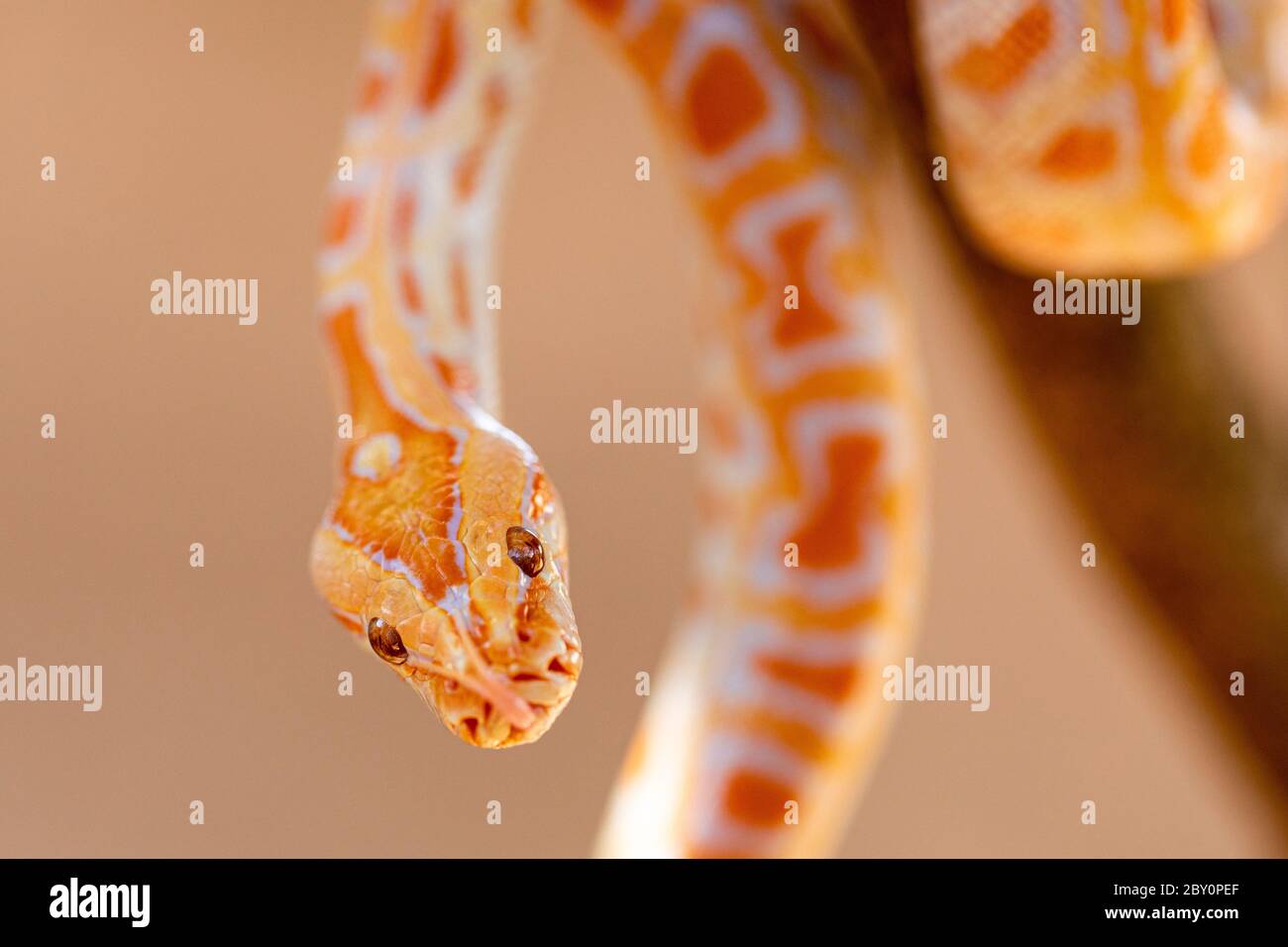 Beautiful Python molurus albina on tree branch Stock Photo - Alamy