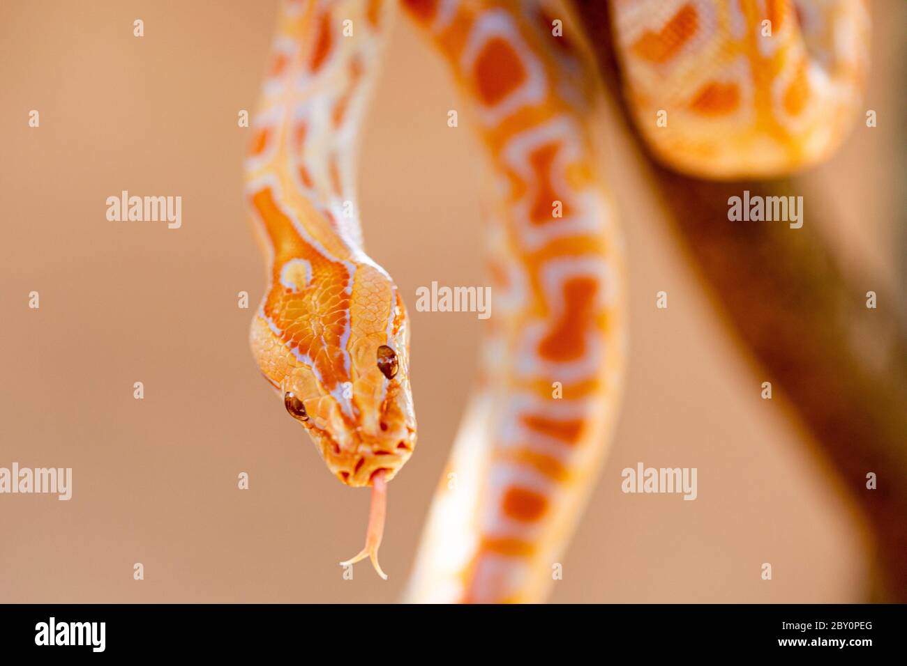 Beautiful Python molurus albina on tree branch Stock Photo - Alamy