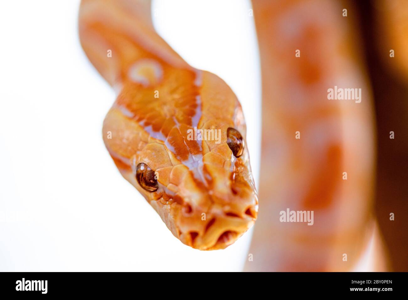 Beautiful Python molurus albina on tree branch Stock Photo - Alamy