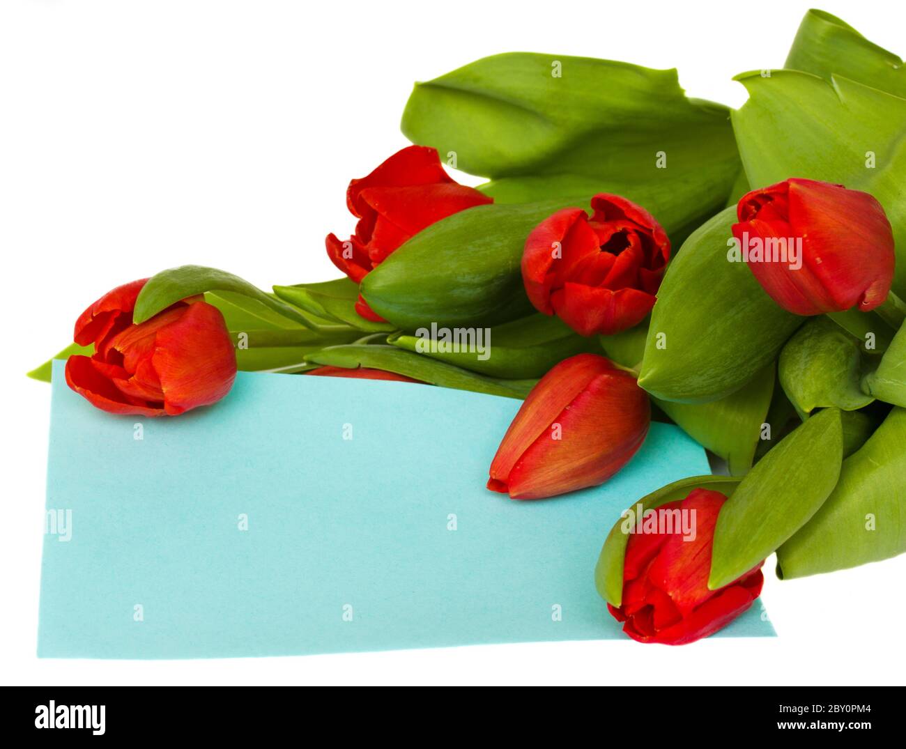 red tulips border Stock Photo - Alamy