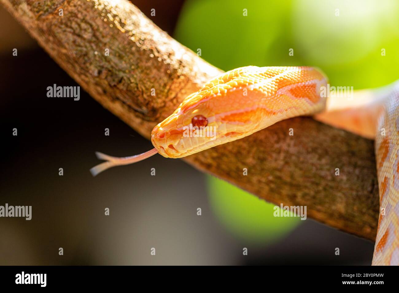 Asian rock python hi-res stock photography and images - Alamy