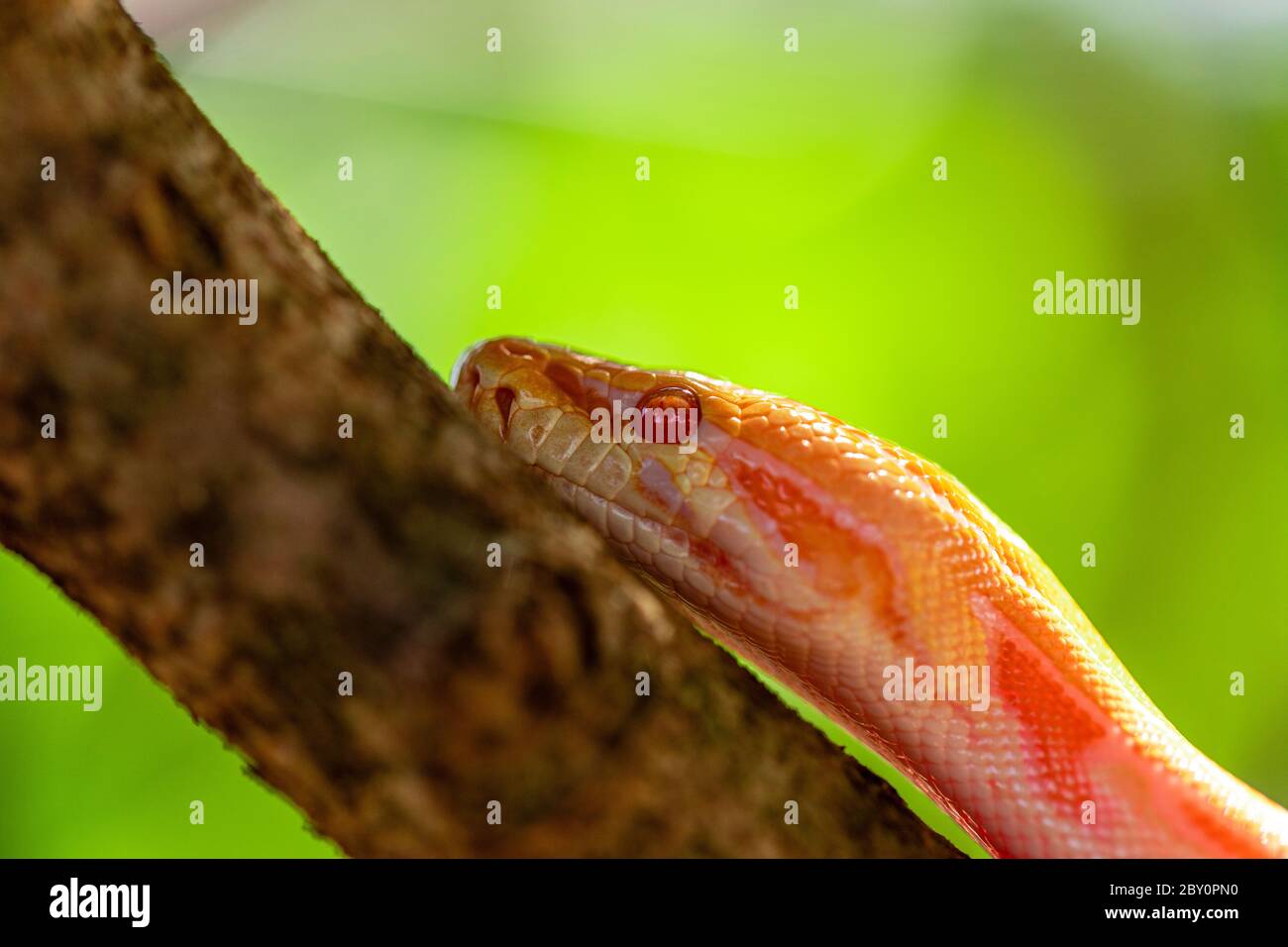 Beautiful Python molurus albina on tree branch Stock Photo - Alamy