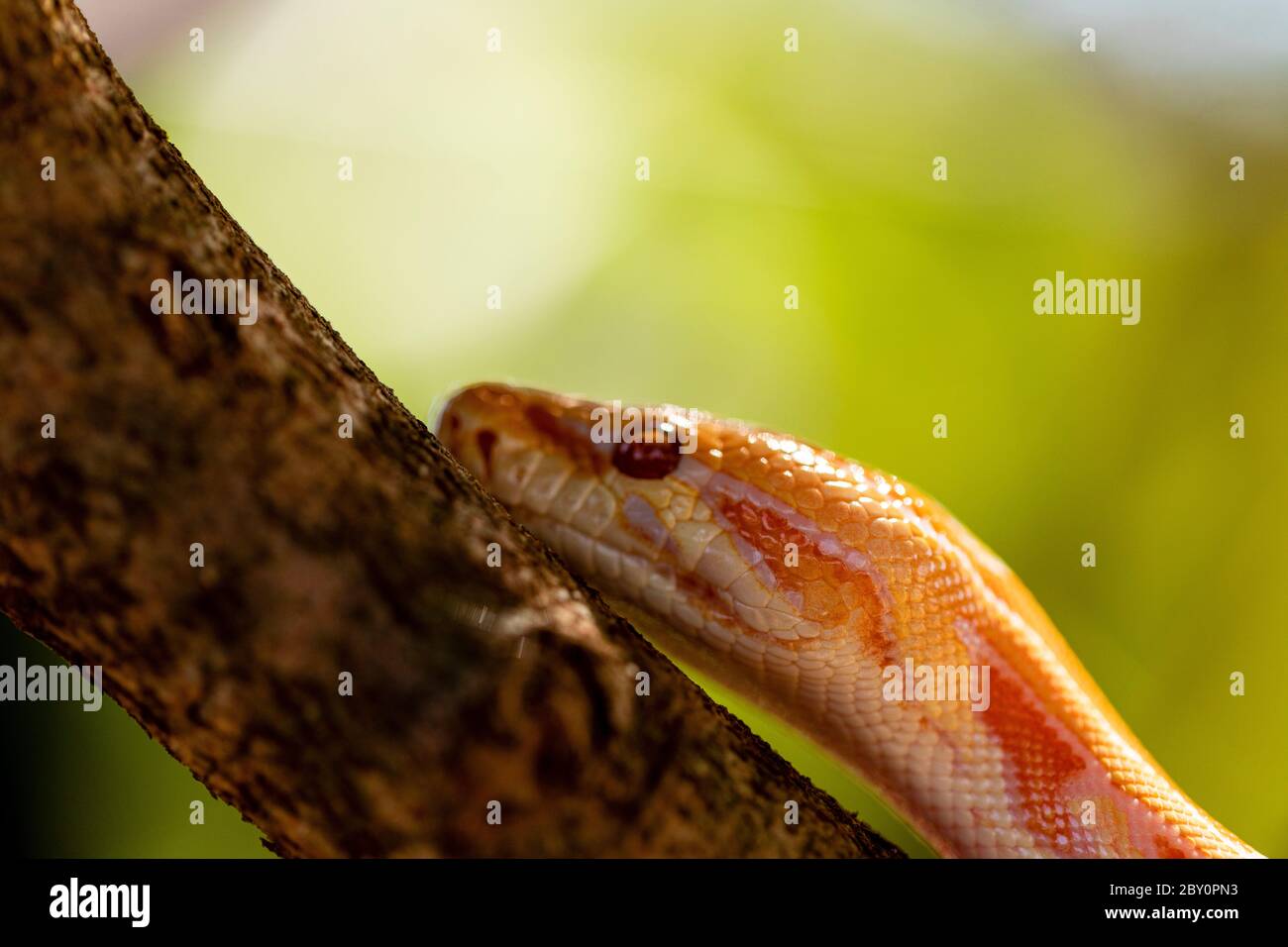 Beautiful Python molurus albina on tree branch Stock Photo - Alamy