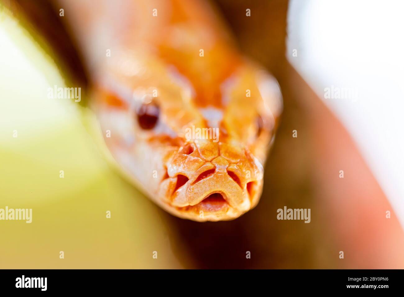 Beautiful Python molurus albina on tree branch Stock Photo - Alamy