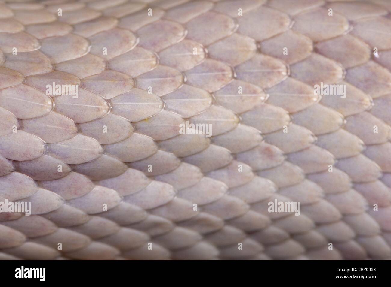 White snake skin, texture, background Stock Photo - Alamy