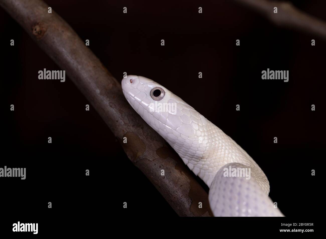 The Texas rat snake (Elaphe obsoleta lindheimeri ) is a subspecies of ...
