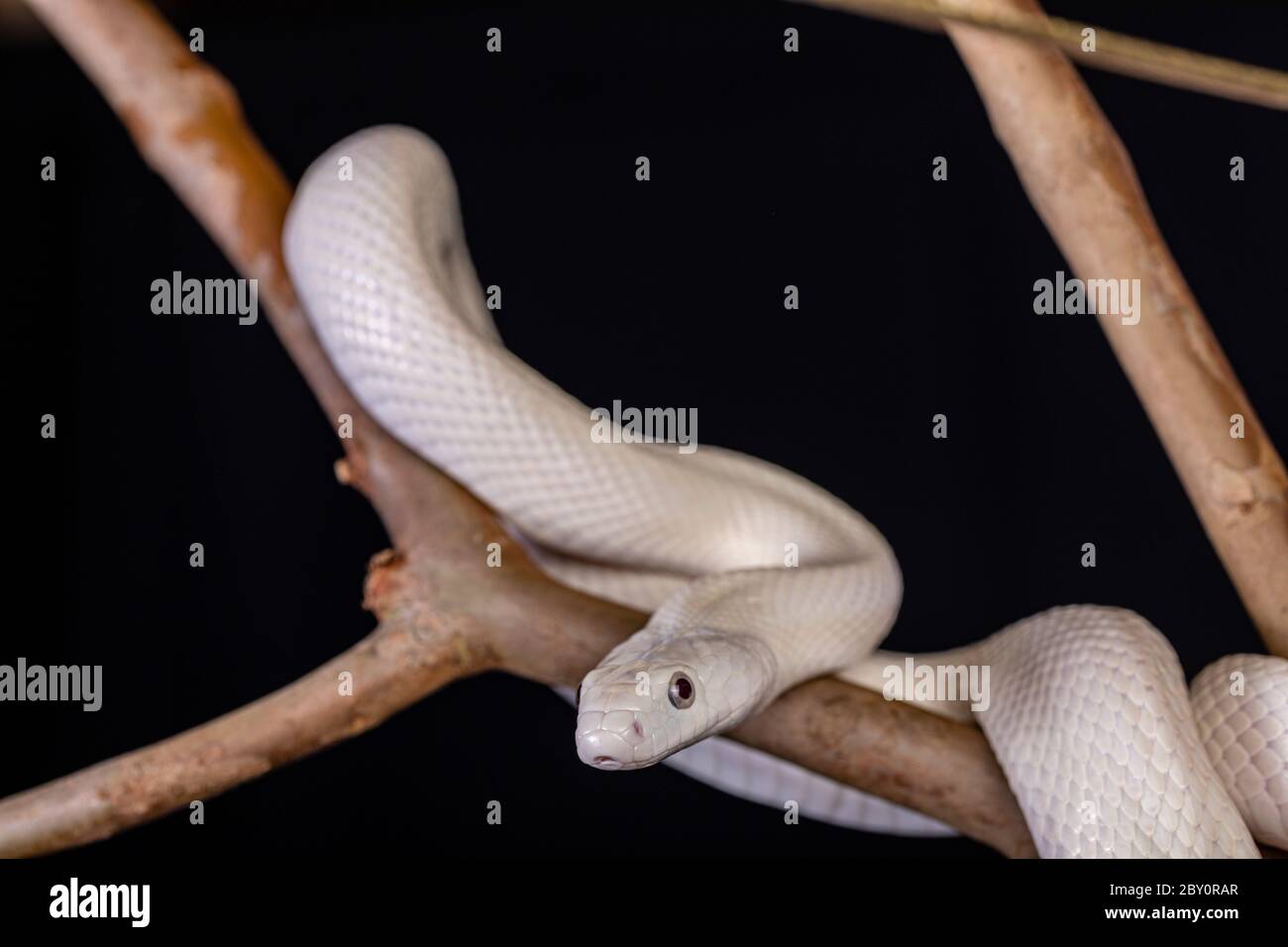 Black rat snake elaphe obsoleta hi-res stock photography and images - Alamy