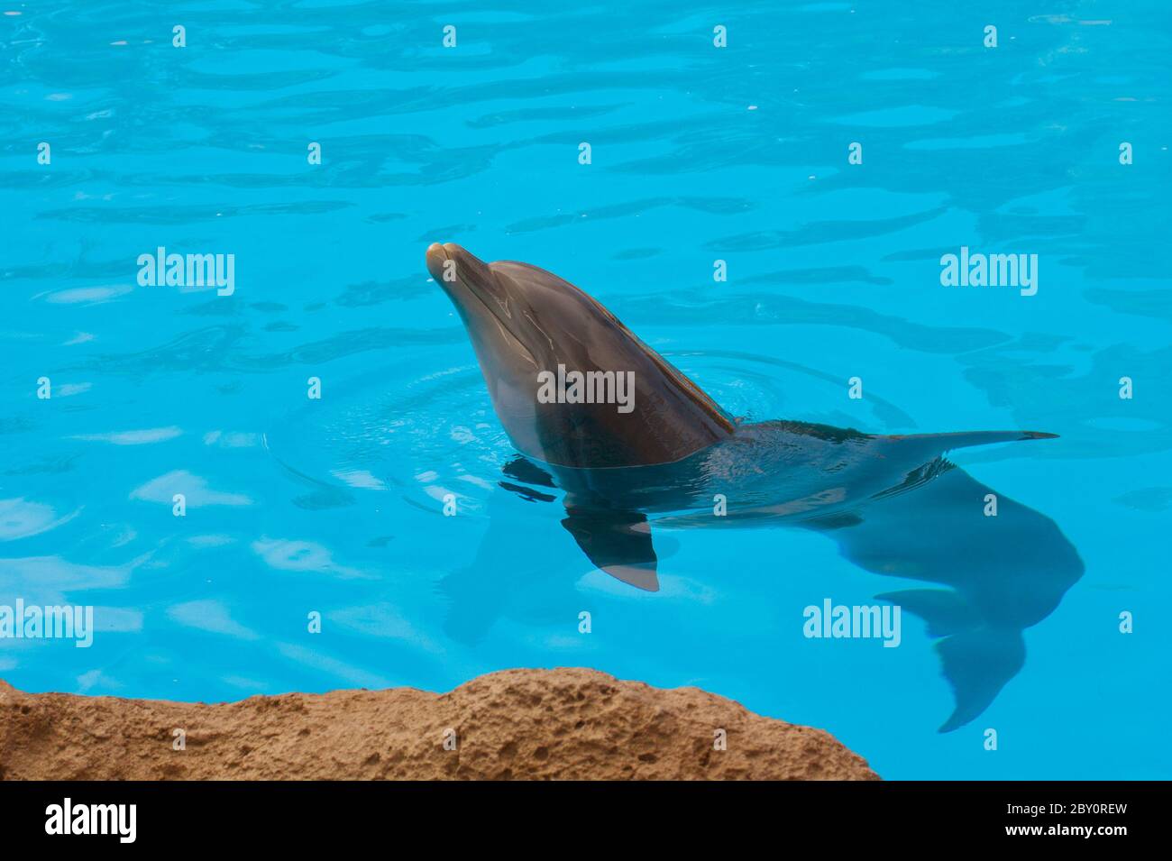 dolphin in blue water Stock Photo - Alamy