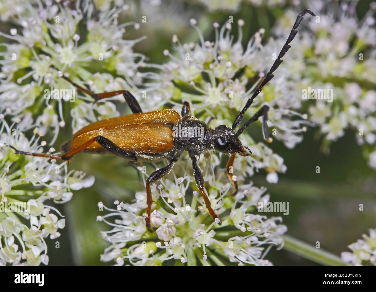Red longhorn beetle leptura rubra hi-res stock photography and images ...