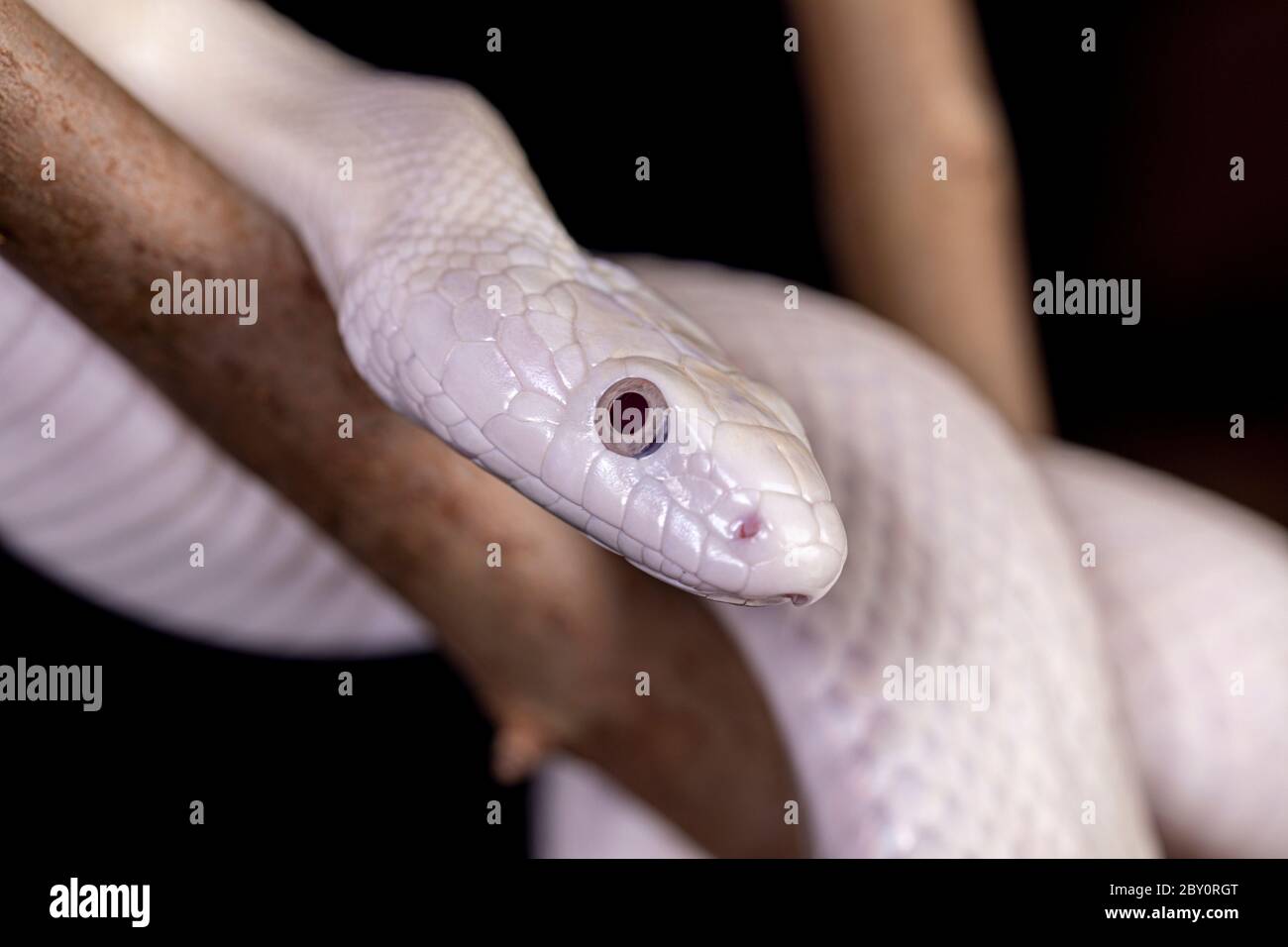 Albino black rat snake hi-res stock photography and images - Alamy