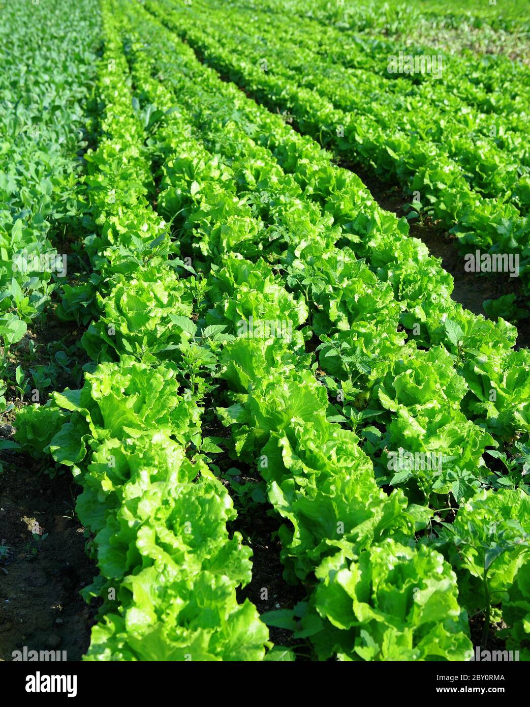 Lettuce lea hi-res stock photography and images - Alamy