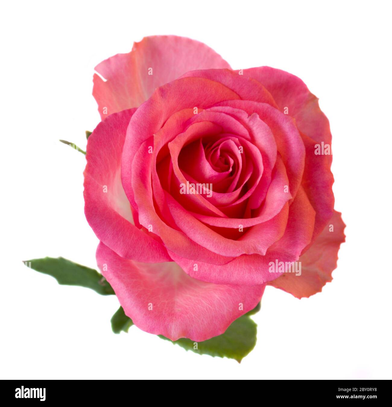Rose layers Cut Out Stock Images & Pictures - Alamy