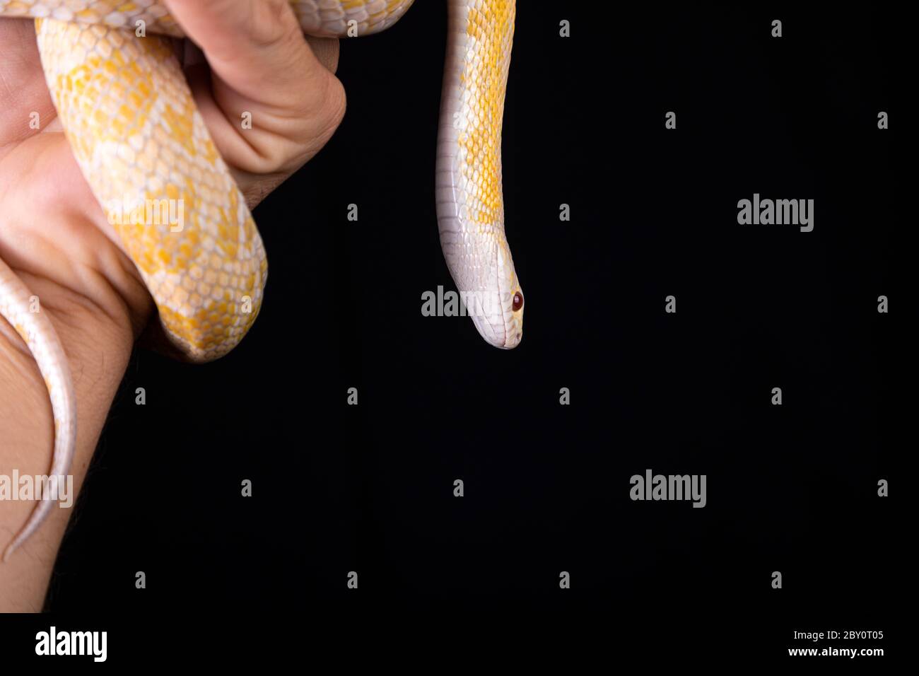 Beautiful hybrid snake, crossing of two species, corn snake and rat ...